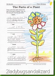 2 ladybugs and a lizard: MFW 1st Grade- Week #3